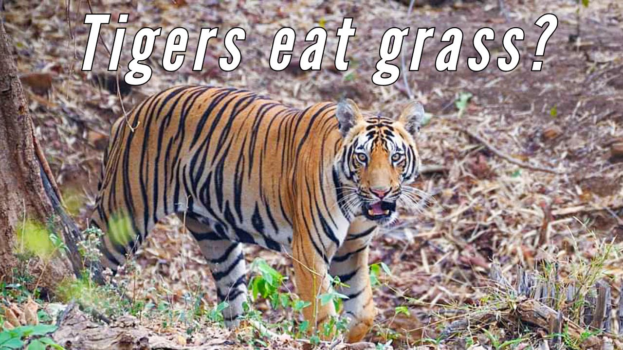 Tiger eating grass in jungle | Amazing Wild Moments | Rare sighting ...