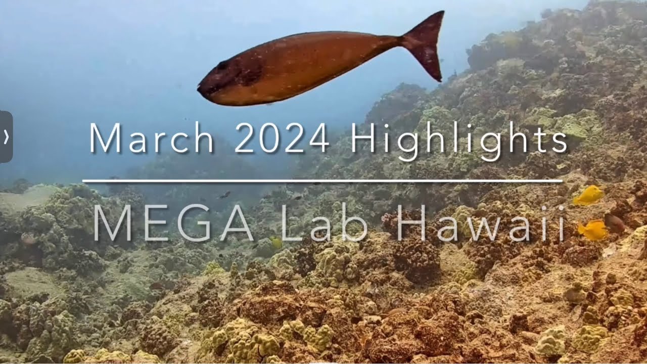 March 2024 Highlights 4k | MEGA Lab Cam | Hawaii live stream - YouTube