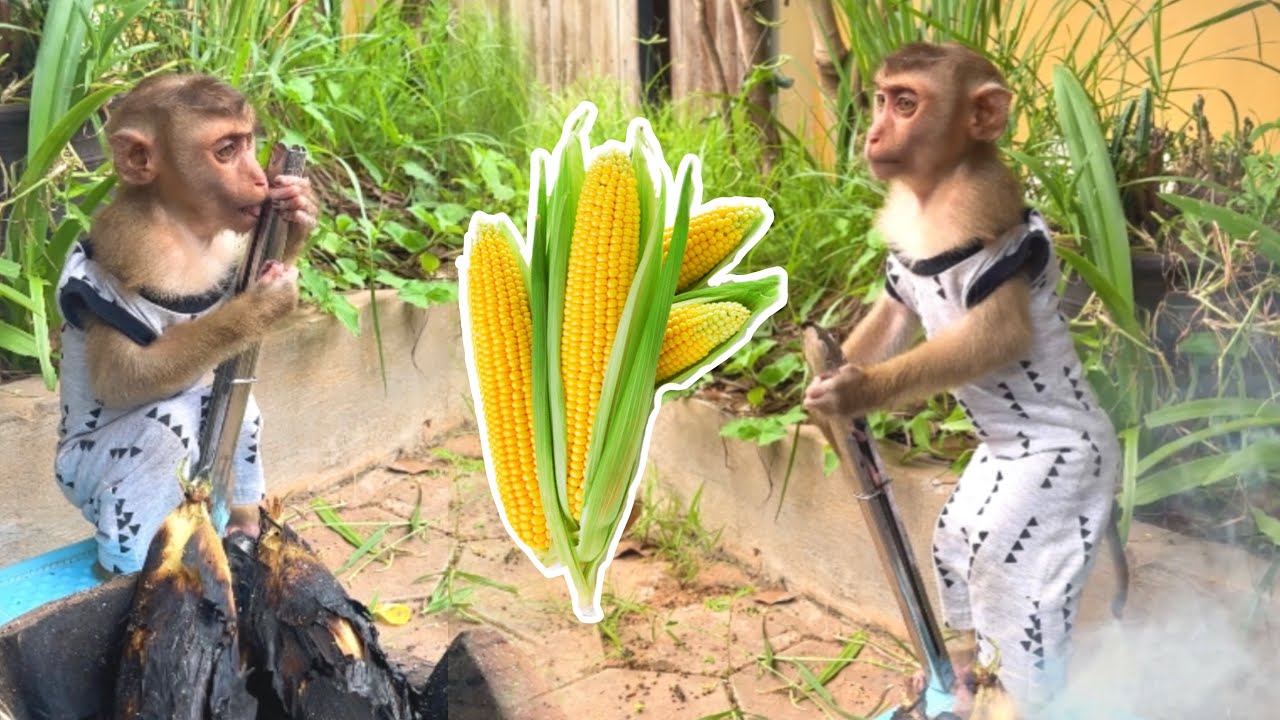Little monkey sitting waiting to roast - YouTube