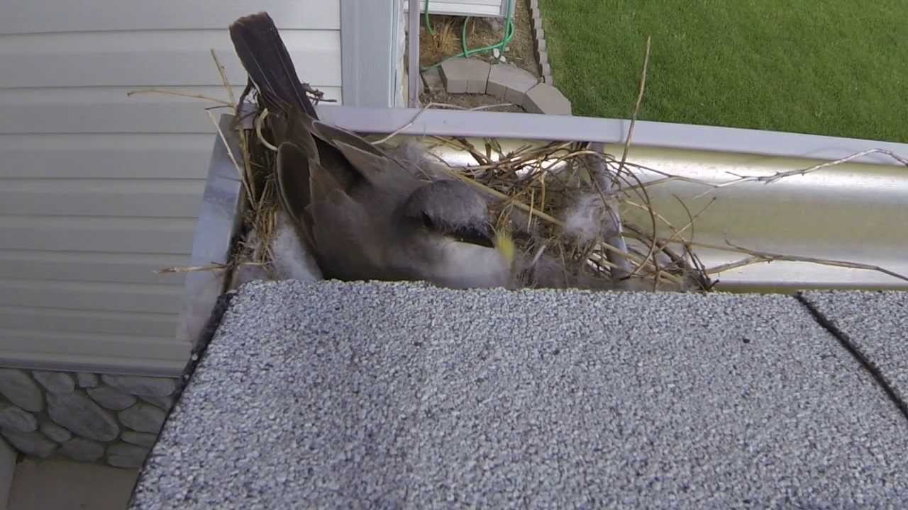 Bird in Our Rain Gutter GoPro - YouTube