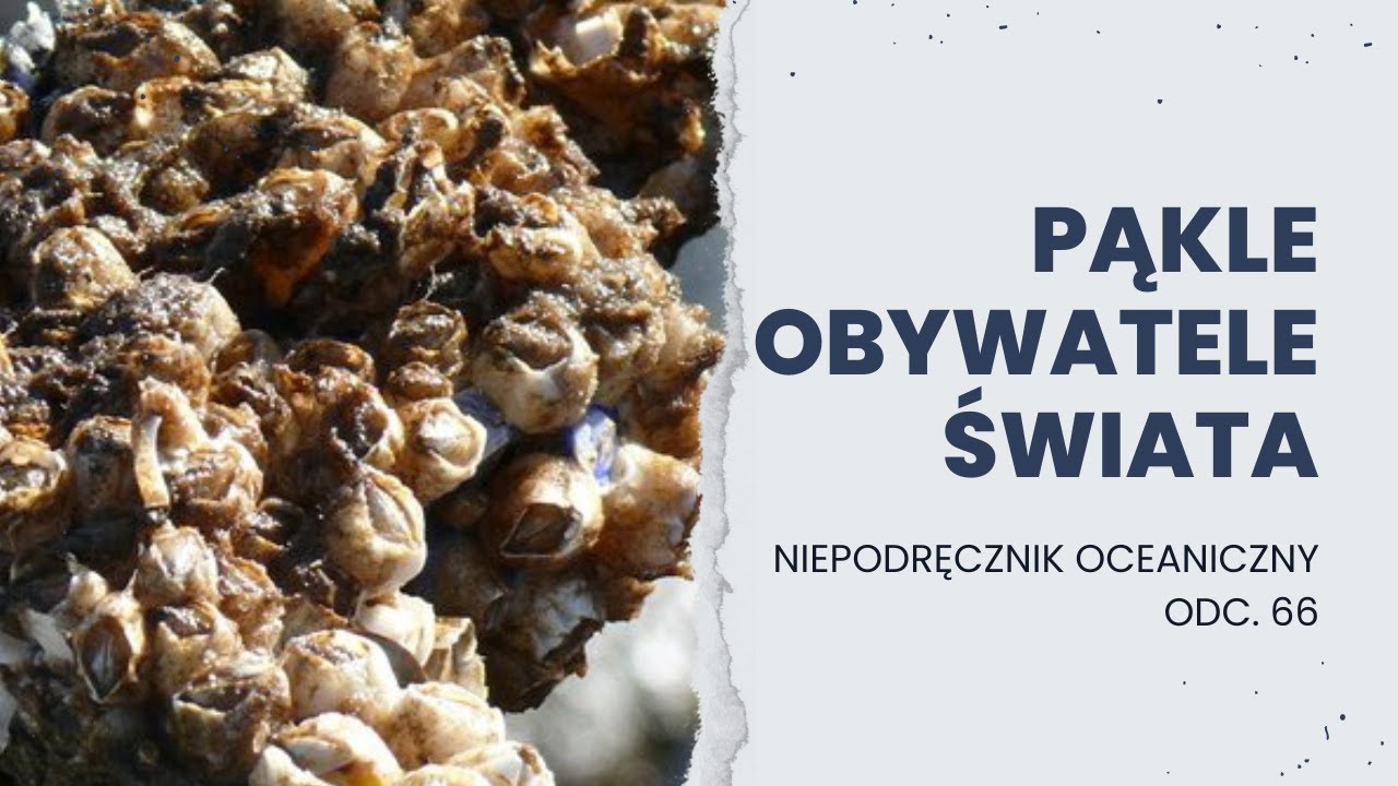 Pąkle. Osiadłe skorupiaki Bałtyku || Niepodręcznik Oceaniczny, odc. 66 ...