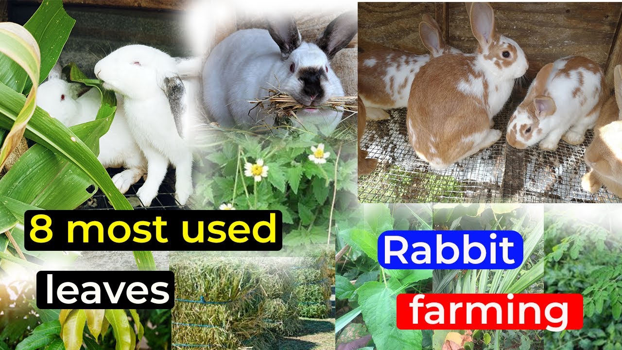 Eight leaves that rabbits eat you never knew it works wonders - YouTube