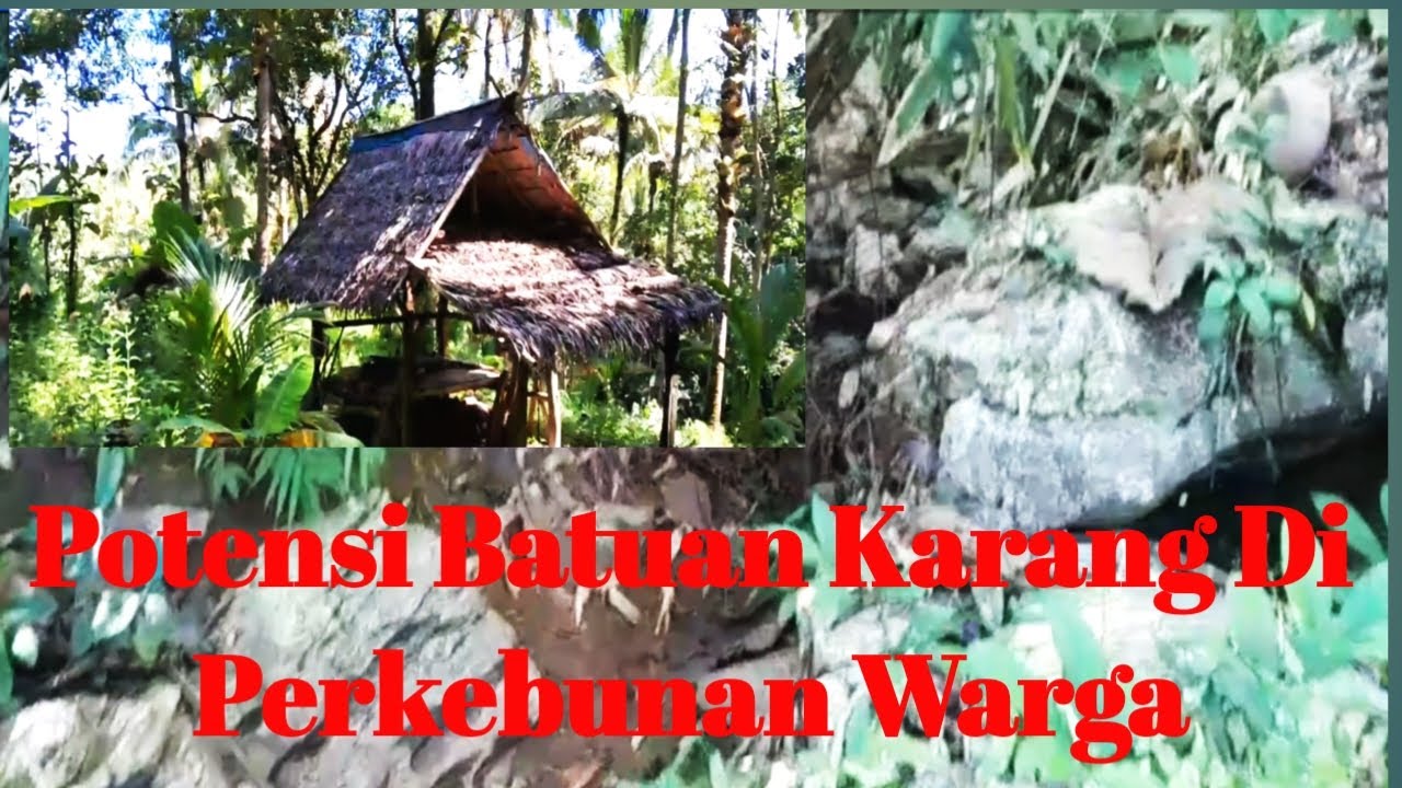 Ternyata Ada Potensi Batuan Karang, Di Perkebunan Masyarakat, Yang Belum Di Manfa;atkan - YouTube