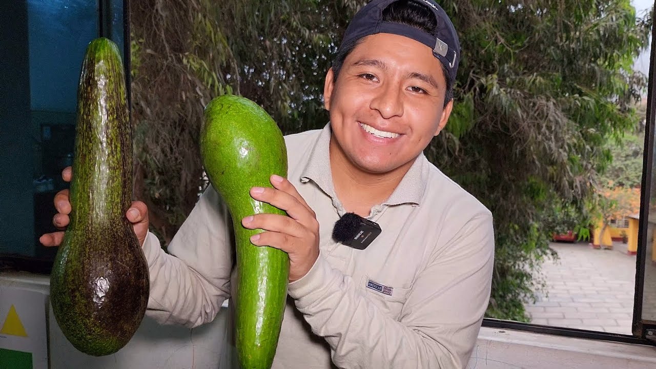 Llegaron las paltas más grandes del muŋd0 😱🌎🌴🥑👏🇵🇪 - YouTube