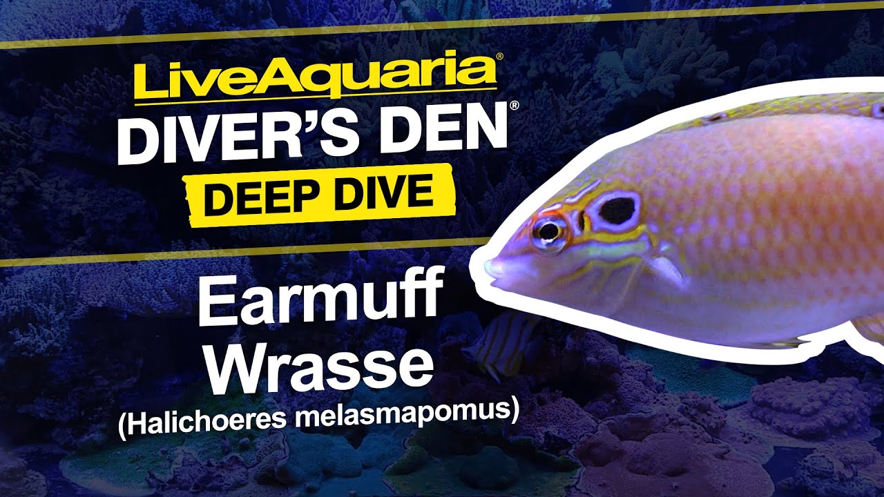 LiveAquaria® Diver's Den® Deep Dive: Earmuff Wrasse (Halichoeres ...
