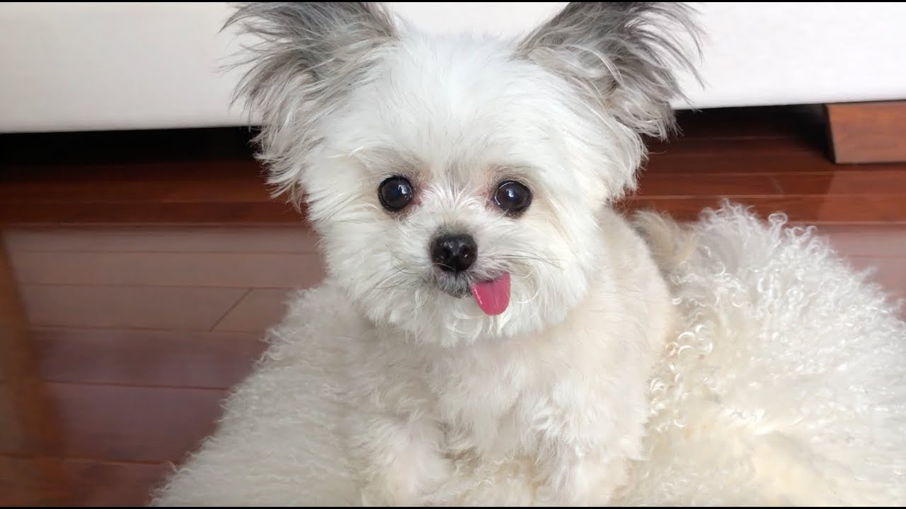 boring, but like cute-boring - YouTube