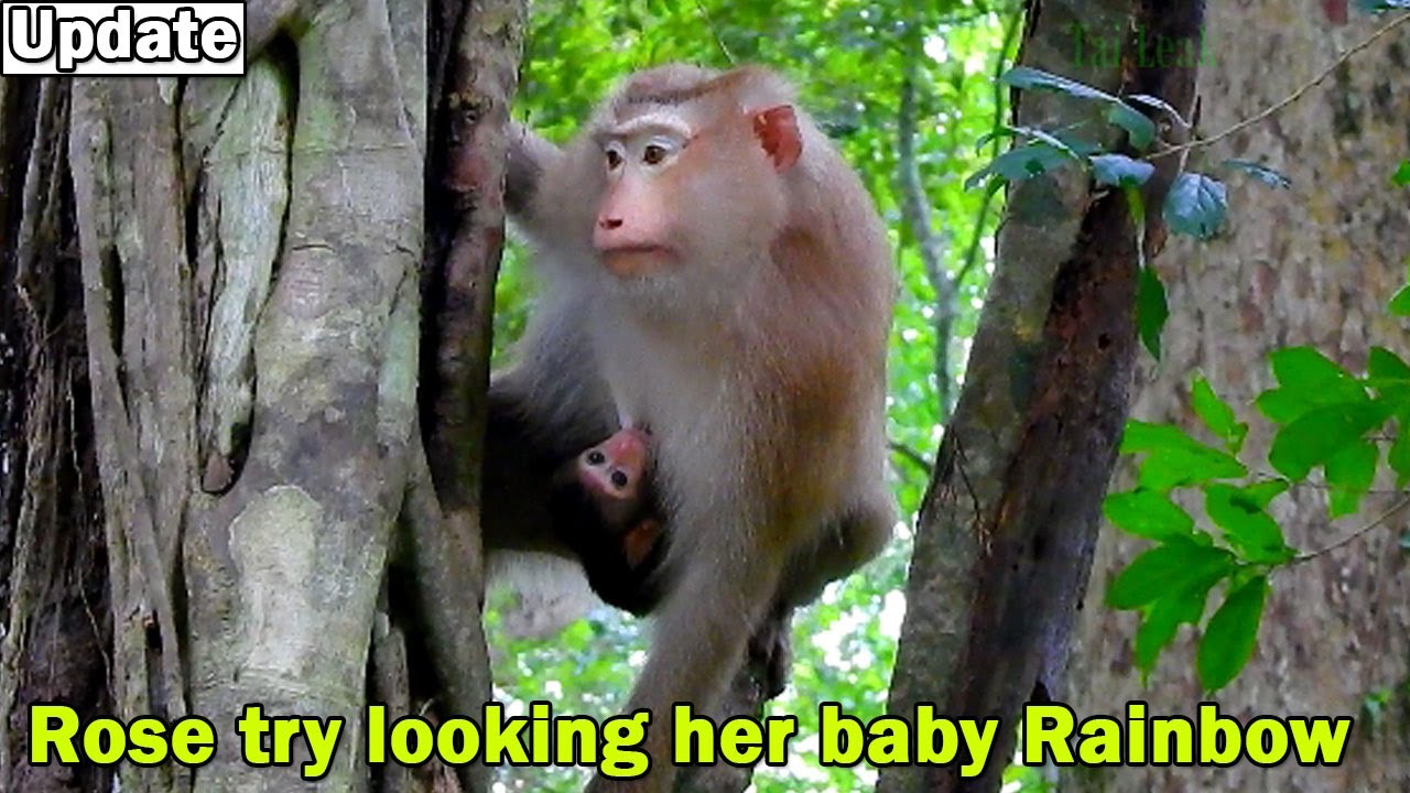 [Clip video before NGO take Libby and baby Rainbow] Rose hug baby Brady ...