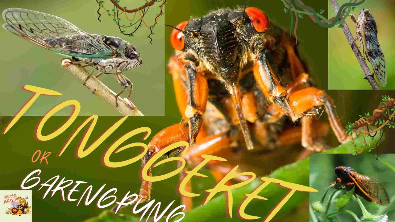 ANIMAL WORLD ] ANIMAL PLANET ] Tonggeret/Garengpung - YouTube