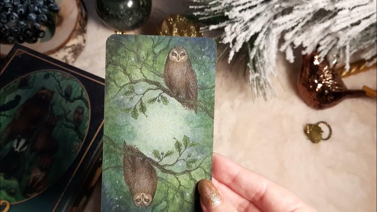 Таро Зачарованного Леса. Распаковка и Знакомство, Обзор - YouTube