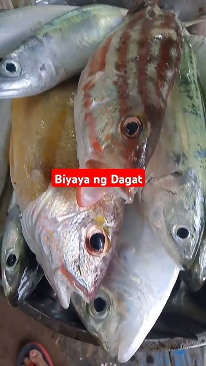 #1734 vlogs"Biyaya ng dagat" - YouTube