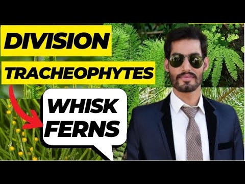 Characteristics of Tracheophytes | Psilopsida | whisk ferns - YouTube