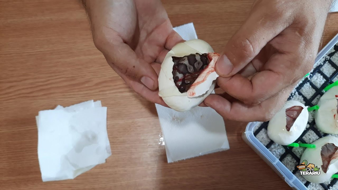 #41 - Seria 2 de corn snake + am taiat ouale de piton regal - YouTube