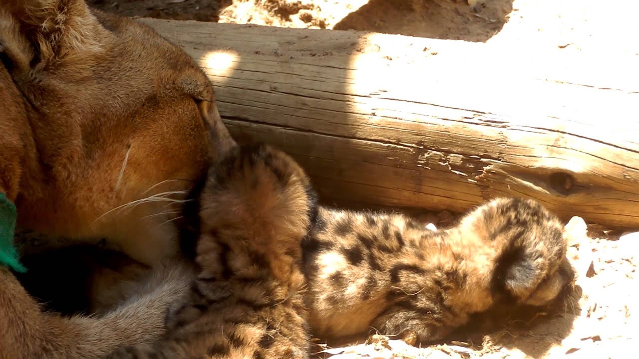 Salvemos al Leon americano (Puma) - YouTube