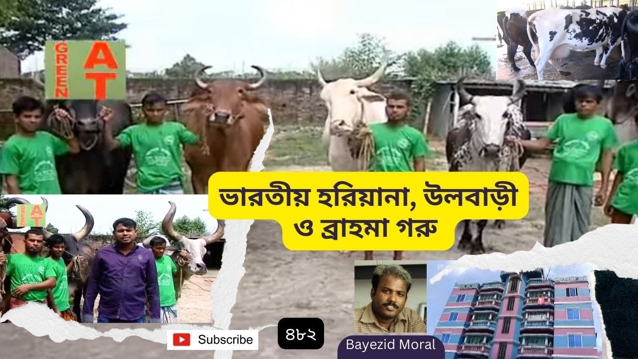 ভারতীয় হরিয়ানা, উলবাড়ী ও ব্রাহমা জাতের গরু | Apon Agro | Cow ...