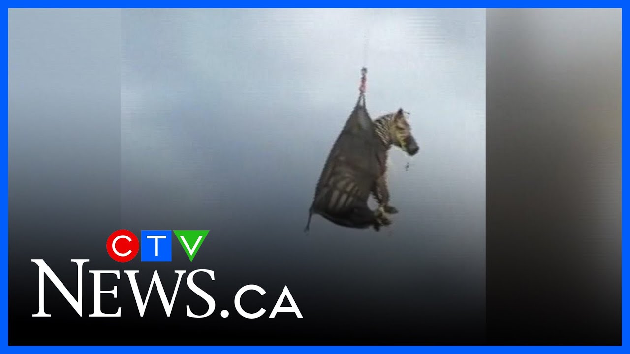 Pet zebra named 'Ed' has been captured in Tennessee - YouTube