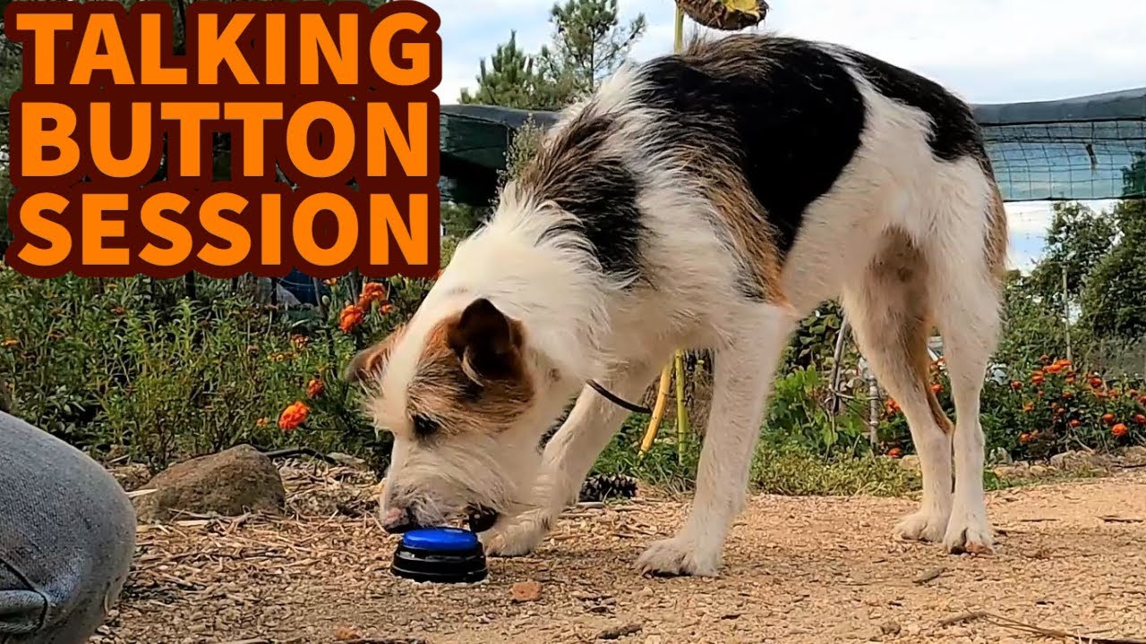 Training my dog to use the talking buttons -Dog pushing buttons- Day 6 ...