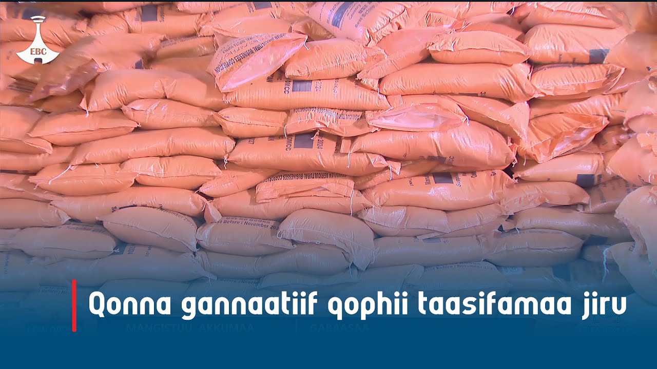Qonna gannaatiif qophii taasifamaa jiru etv |Ebc |Etv Afaan Oromoo ...