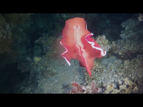 Дайвинг в Дахабе 2013  Dahab Diving Egypt