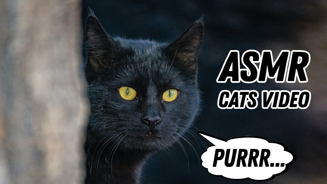 ASMR cats video: Growling, purring, and chomping! - YouTube