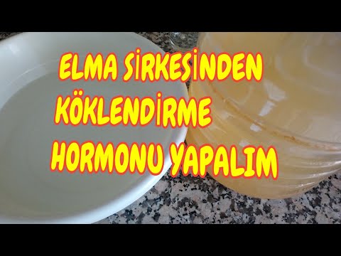 Elma Sirkesinden Bitki Köklendirme Hormonu Nasıl Yapılır?