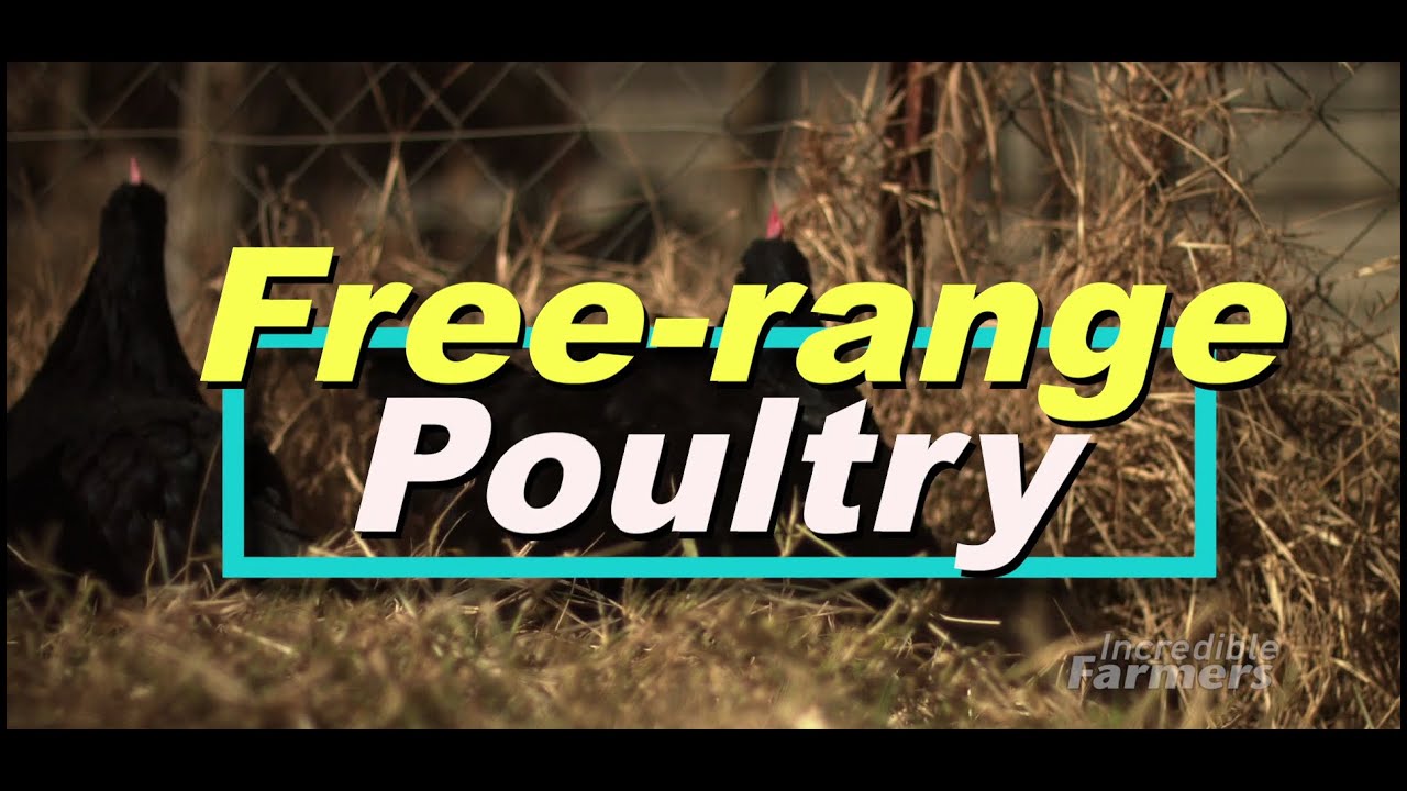 Free range Poultry Part 1 - YouTube