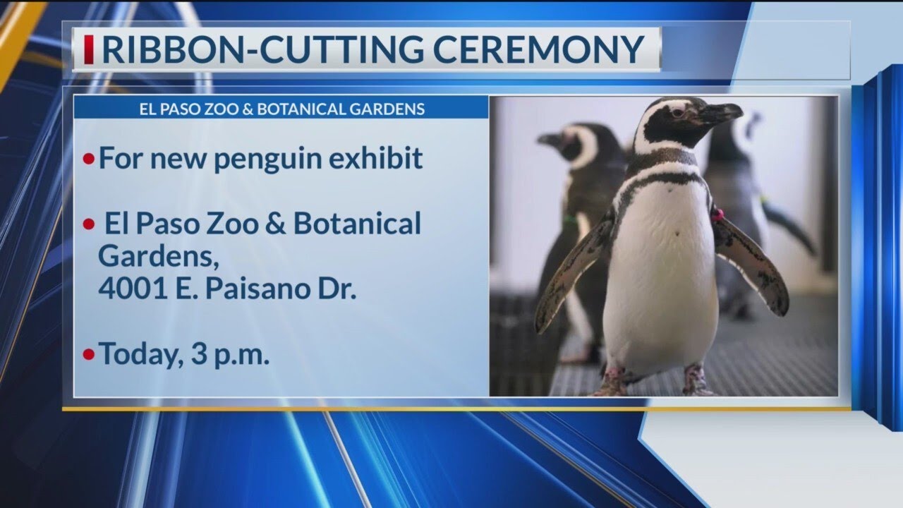 New penguin exhibit unveiled at the El Paso Zoo - YouTube