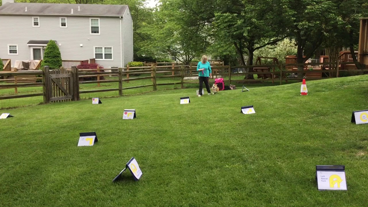 AKC Virtual Rally Course #2 - YouTube