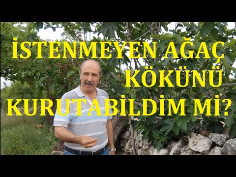 İstenmeyen Ağaç Kökünü Kurutabildim mi