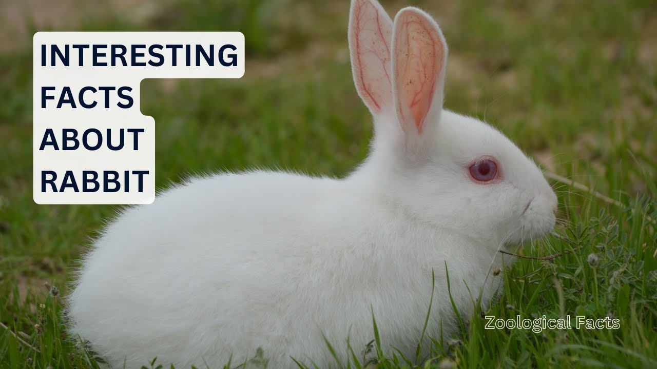 Amazing Facts About The Rabbit You Didn't Know! | Zoological Facts ...