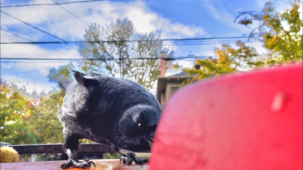 Crow Cam: Crow Business as Usual - YouTube