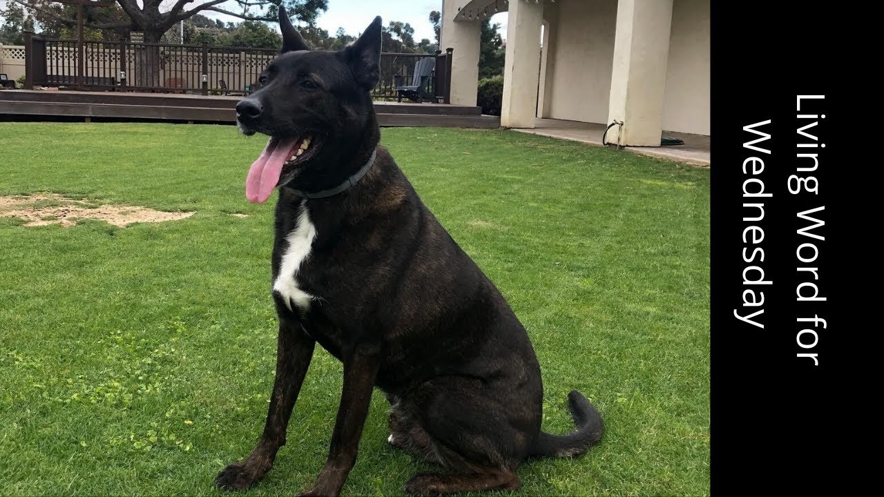 Living Word for Wednesday: Wolves - YouTube