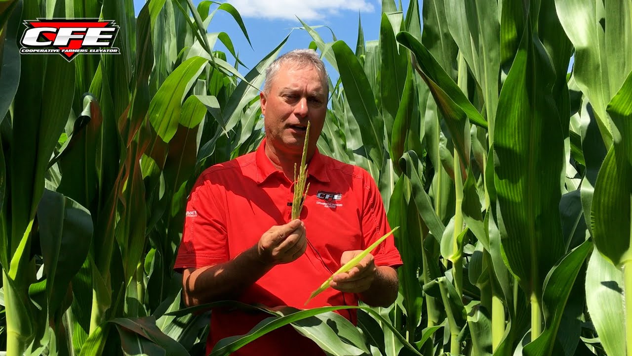 Boost Those Corn Yields - YouTube