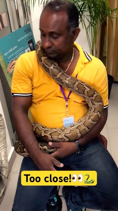 Meet the mesmerizing phython,one of natures most incredible creatures🐍🥳 ...