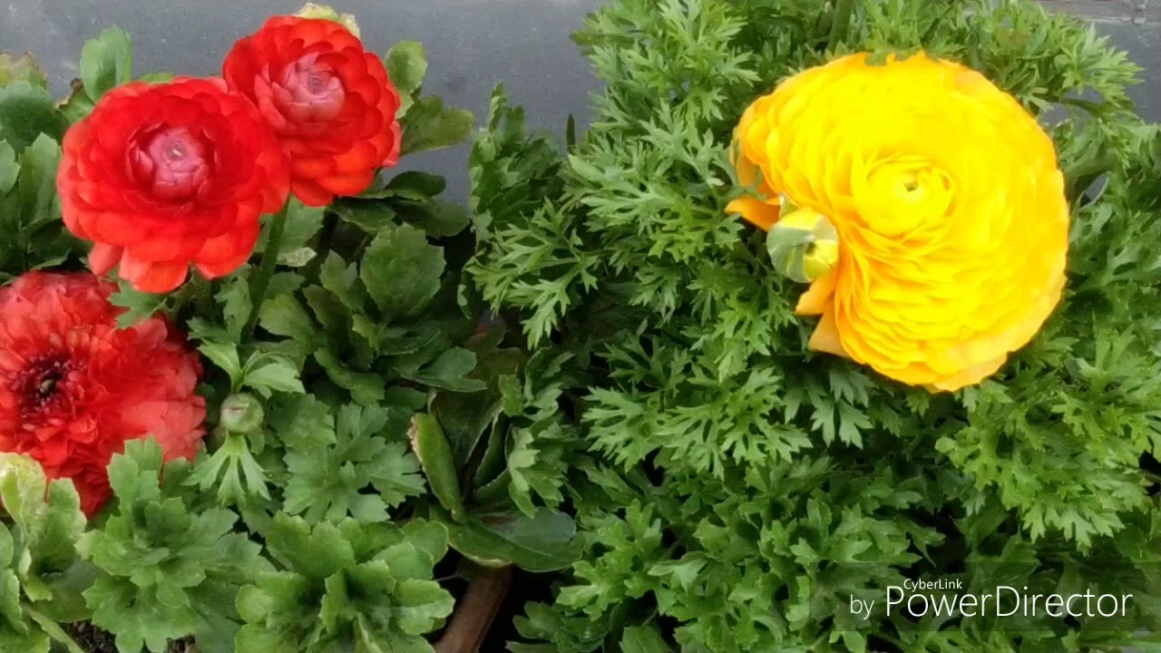 259/Beautiful winter flower Ranunculus & care. - YouTube