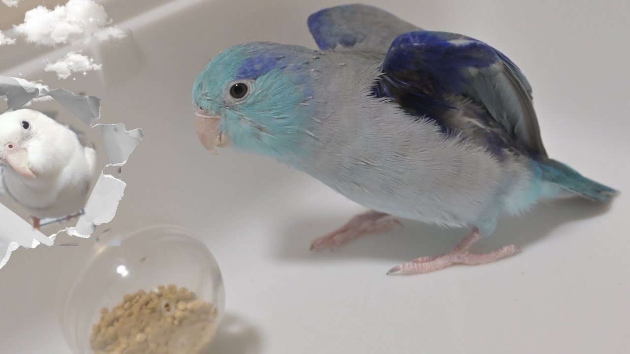 Parrotlet beauty The cutest Parrotlet you've ever seen ...