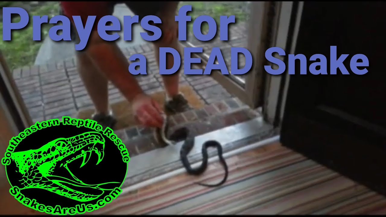 🙏Prayers for a SNAKE!🐍 - YouTube