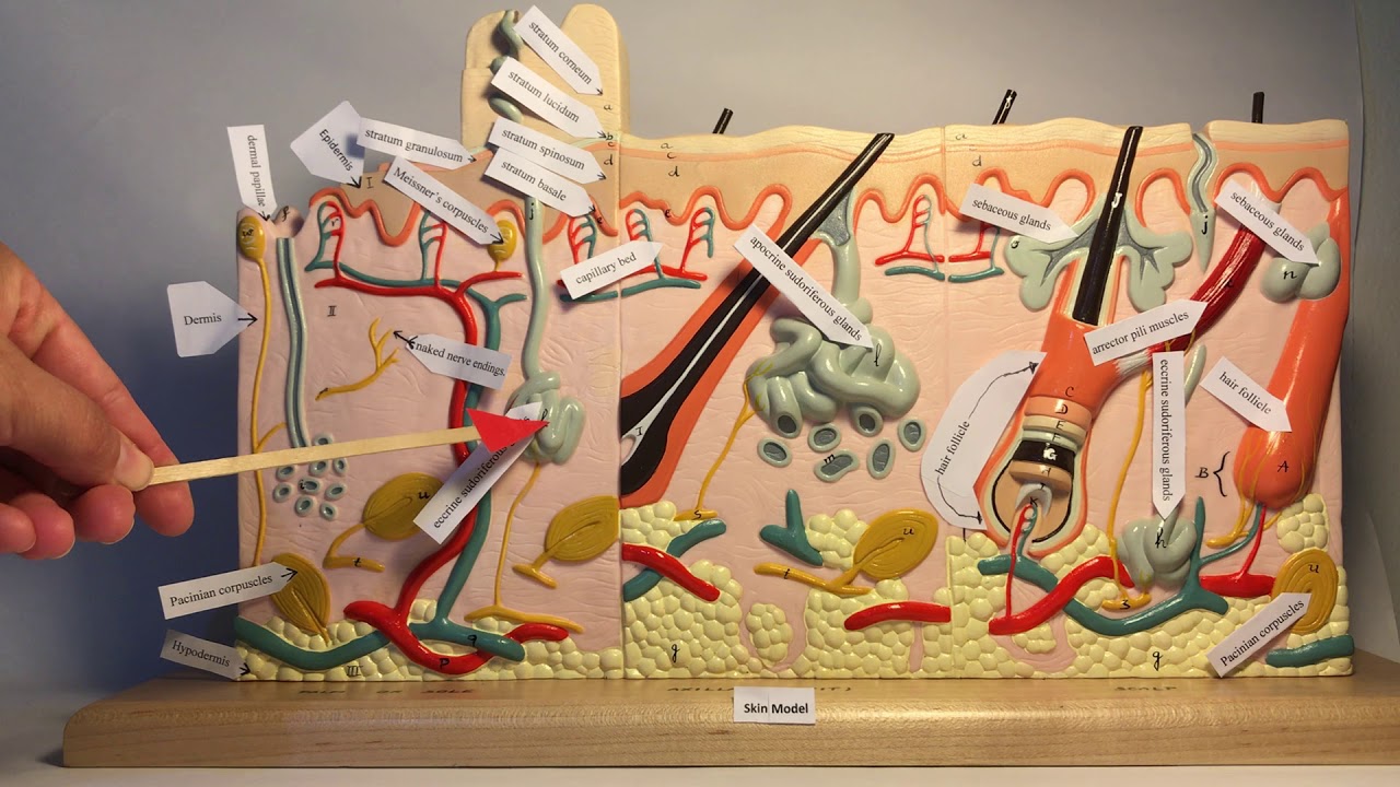 CCC Online Biology Lab - Skin Model Tour - YouTube