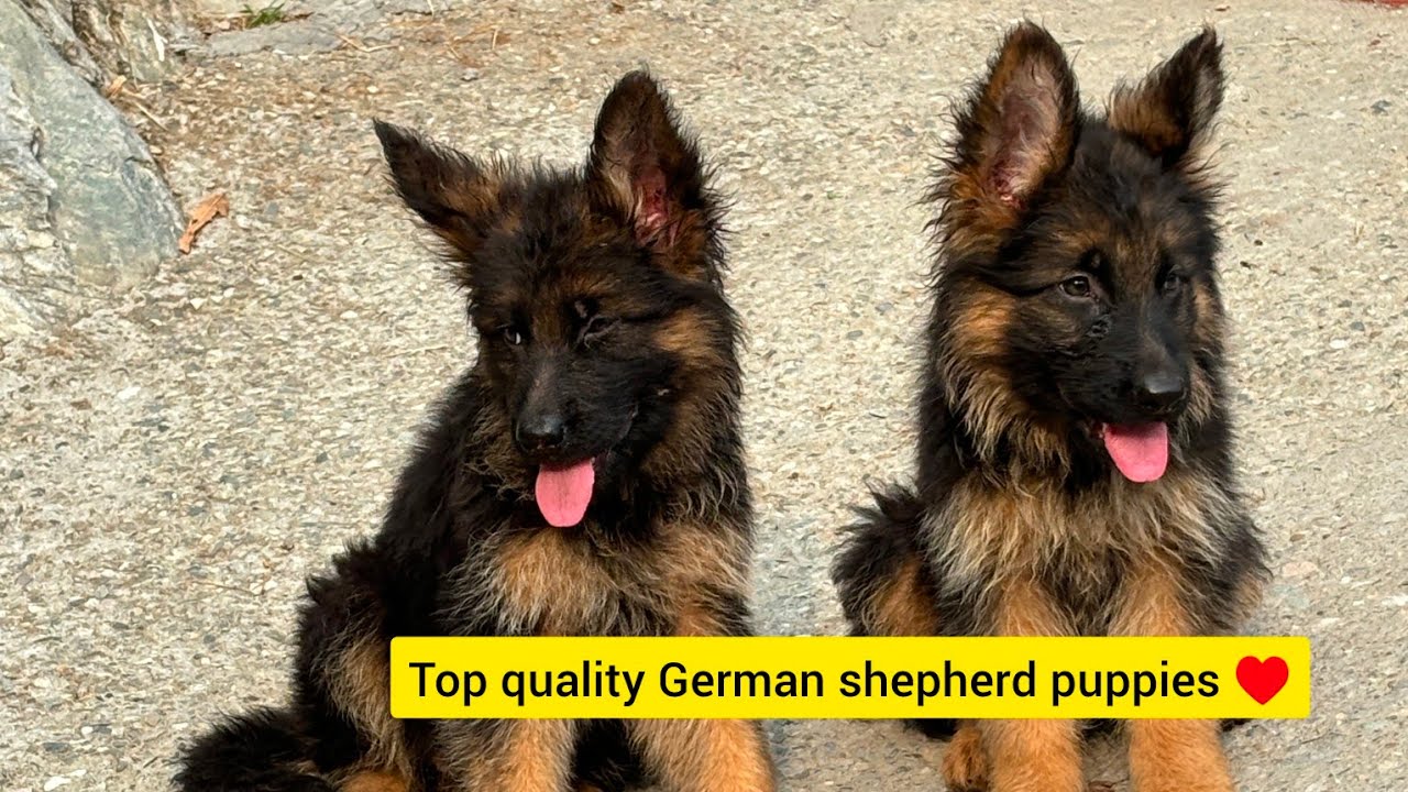Top quality German shepherd puppies ♥️ #germanshepherd #doglover - YouTube