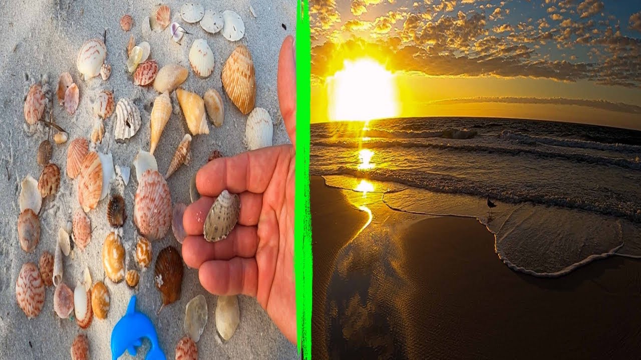 Go Shelling on PENSACOLA Beach & Here's What You Might Find - YouTube