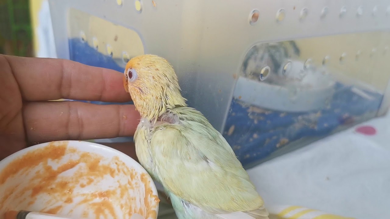 Parblue Pale Fallow update - YouTube