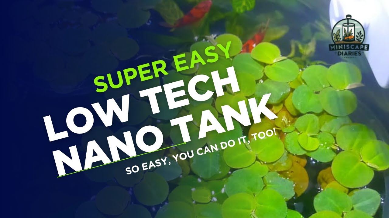 Creating a Low Tech Nano Tank - YouTube