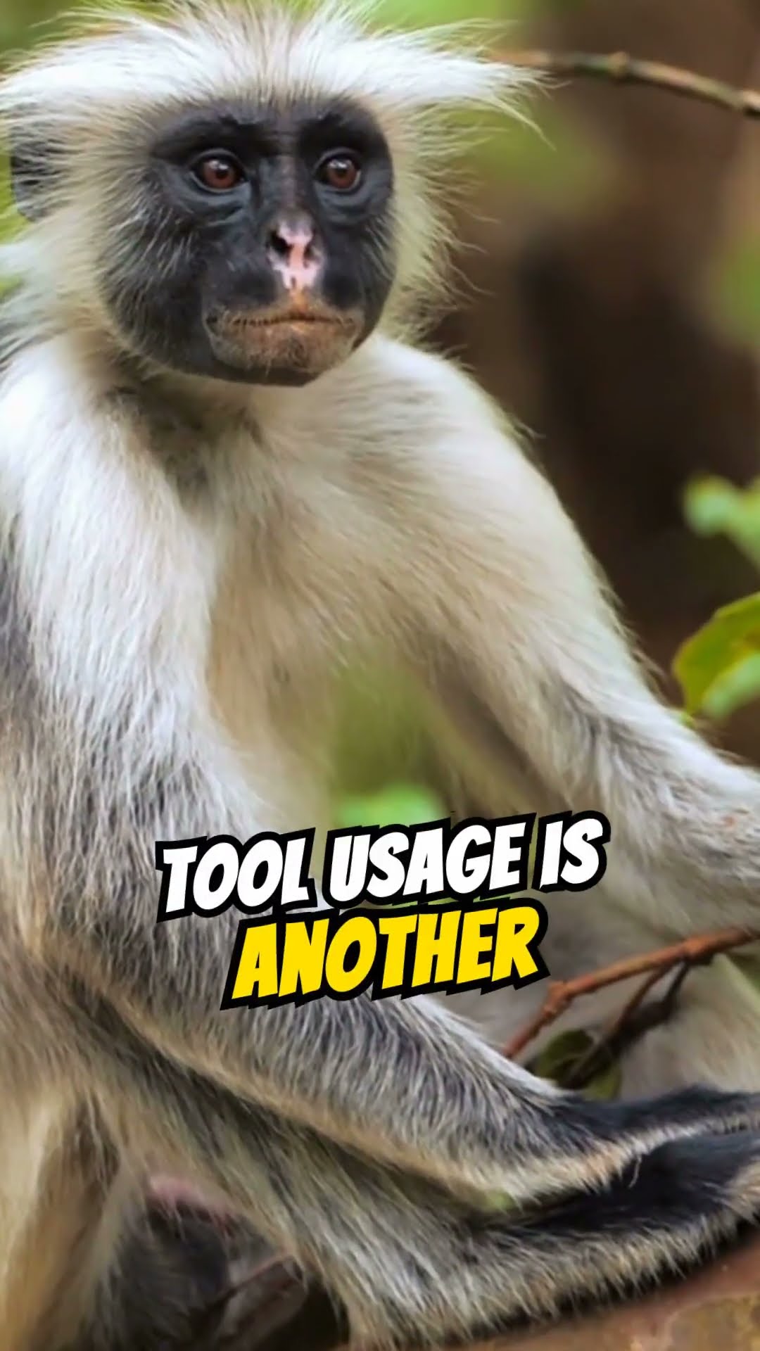 Ever wondered how smart monkeys really are? - YouTube