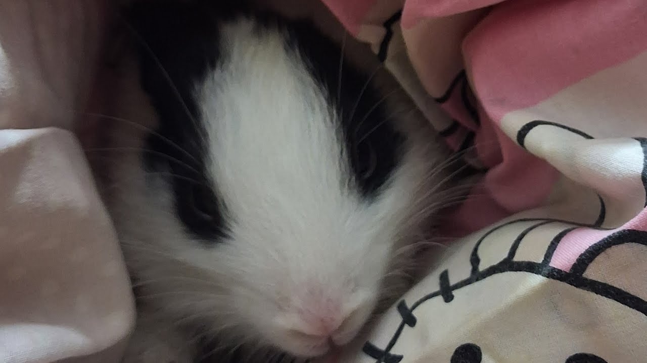 My favourite video of Joy & Snowy. Loving & naughty rabbits - YouTube