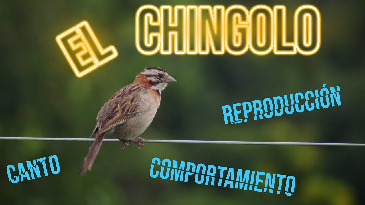 El Chingolo o Chincol (/Zonotrichia capensis/) Canto, alimentación ...