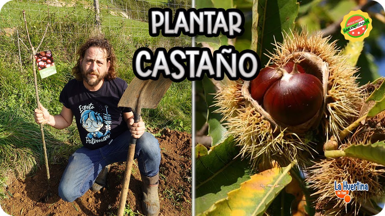 Como Y Cuando Plantar Un CASTAÑO : Cuidados Y Necesidades De Este Árbol ...