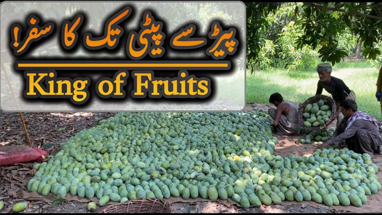 The Most Satisfying Mango Harvesting Process - YouTube