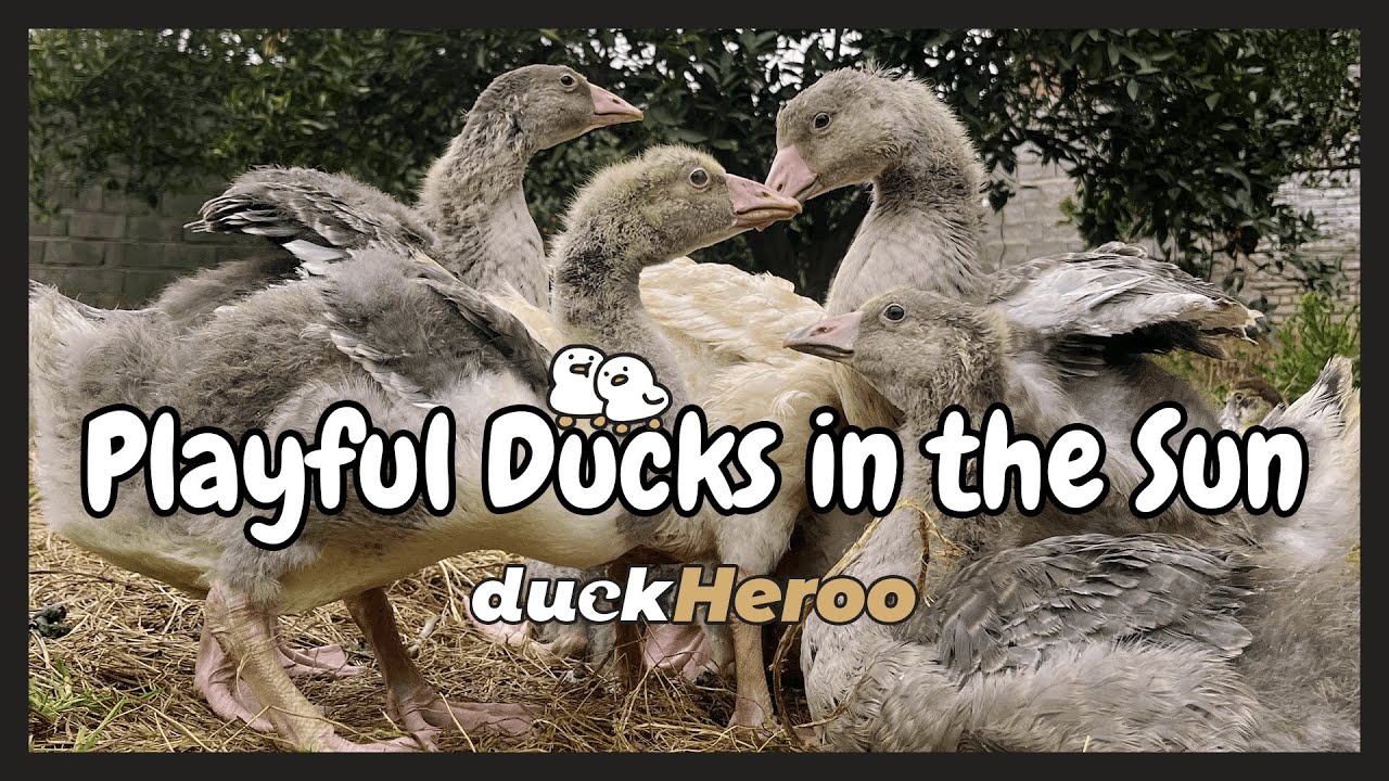 Playful Ducks in the Sun: A Day of Relaxation and Fun - YouTube