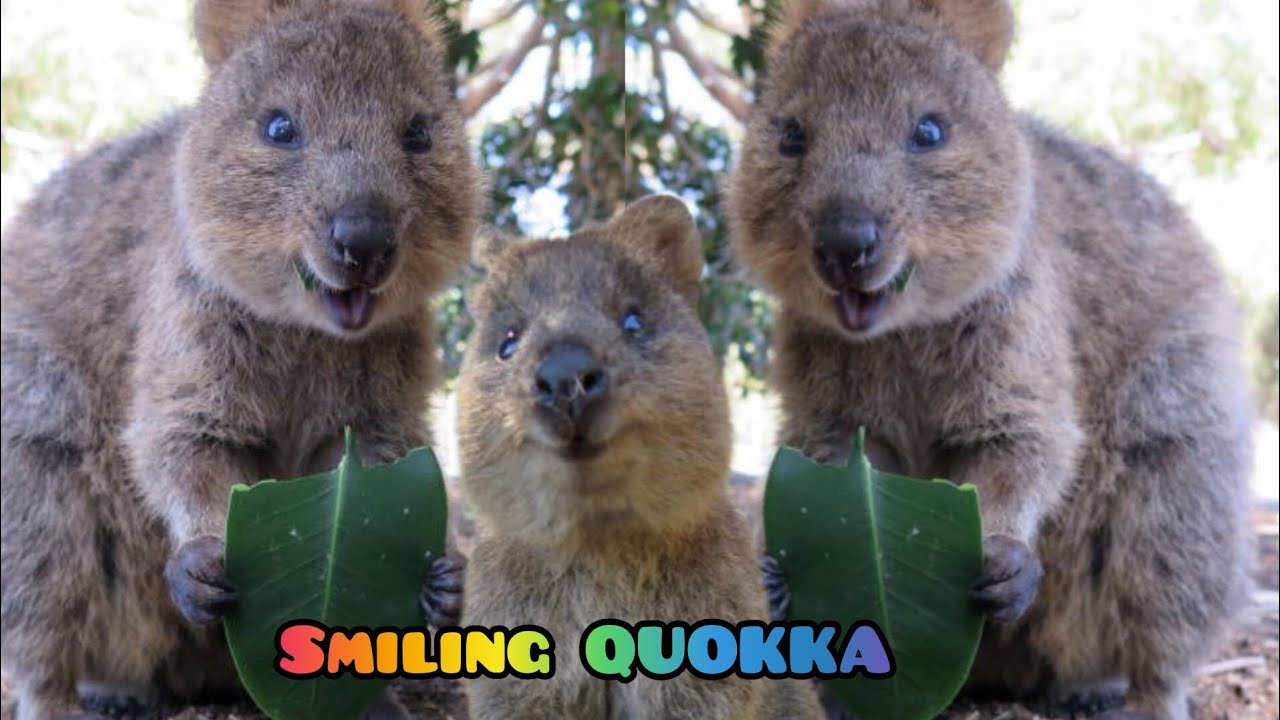 Happy QUOKKA!!! - YouTube