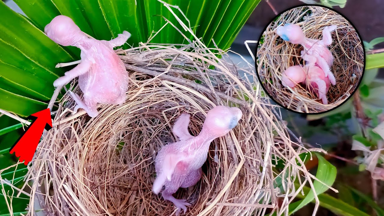 So cute bird babies are crying continually || Bird Plus Nature - YouTube