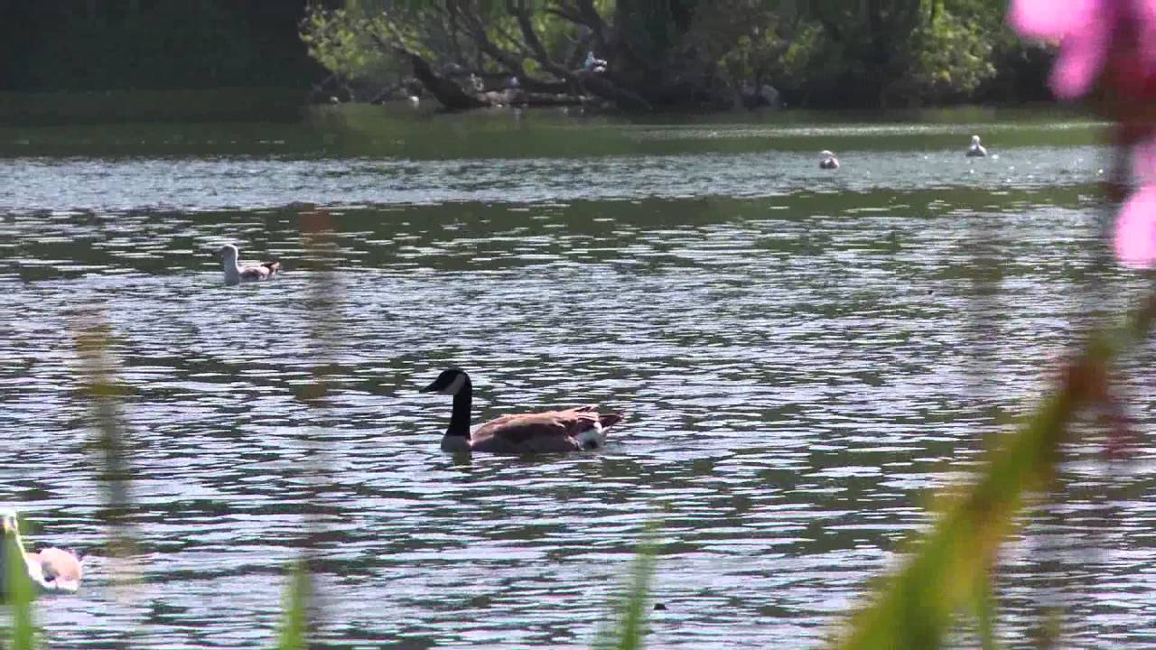 Fluffing A Duck: By Kevin Macleod - YouTube